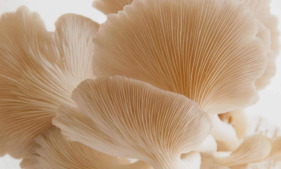 AMAZINGCOSMETICS | The Power of Mushroom in Makeup – AmazingCosmetics